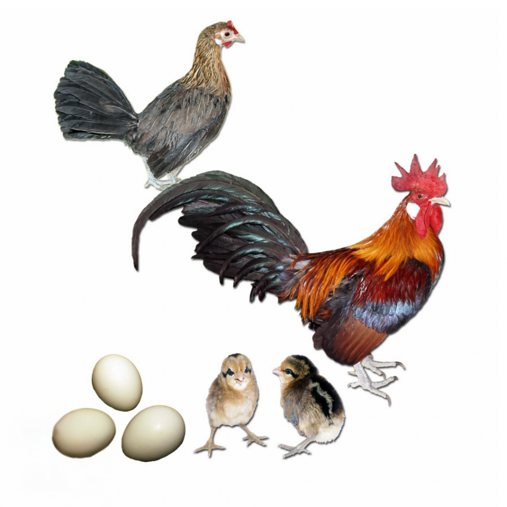 Indian Red Junglefowl – Flockjourney