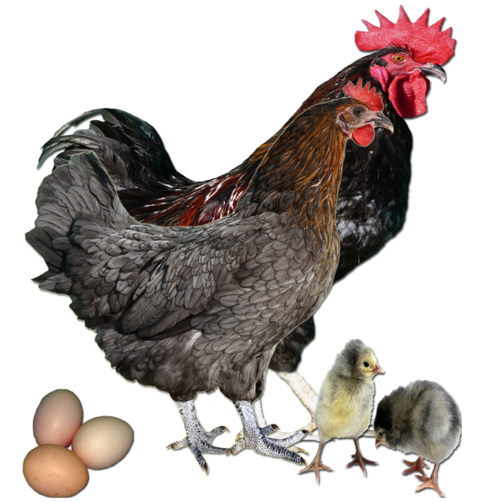 Production Blue – Flockjourney