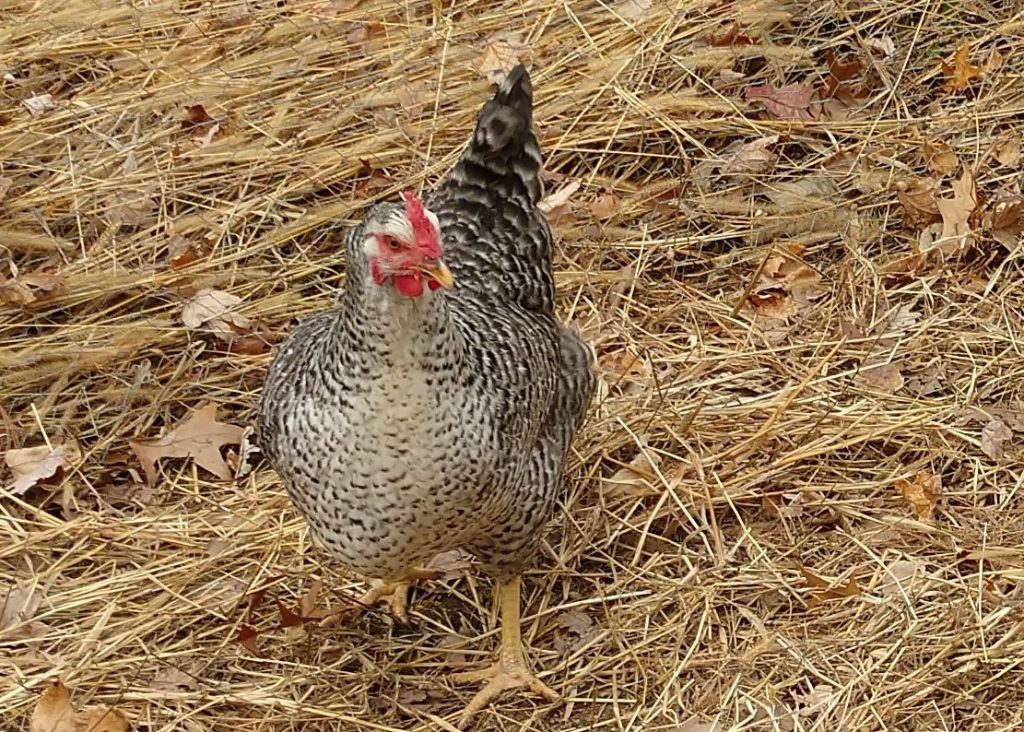 Rustic Rock™ – Flockjourney