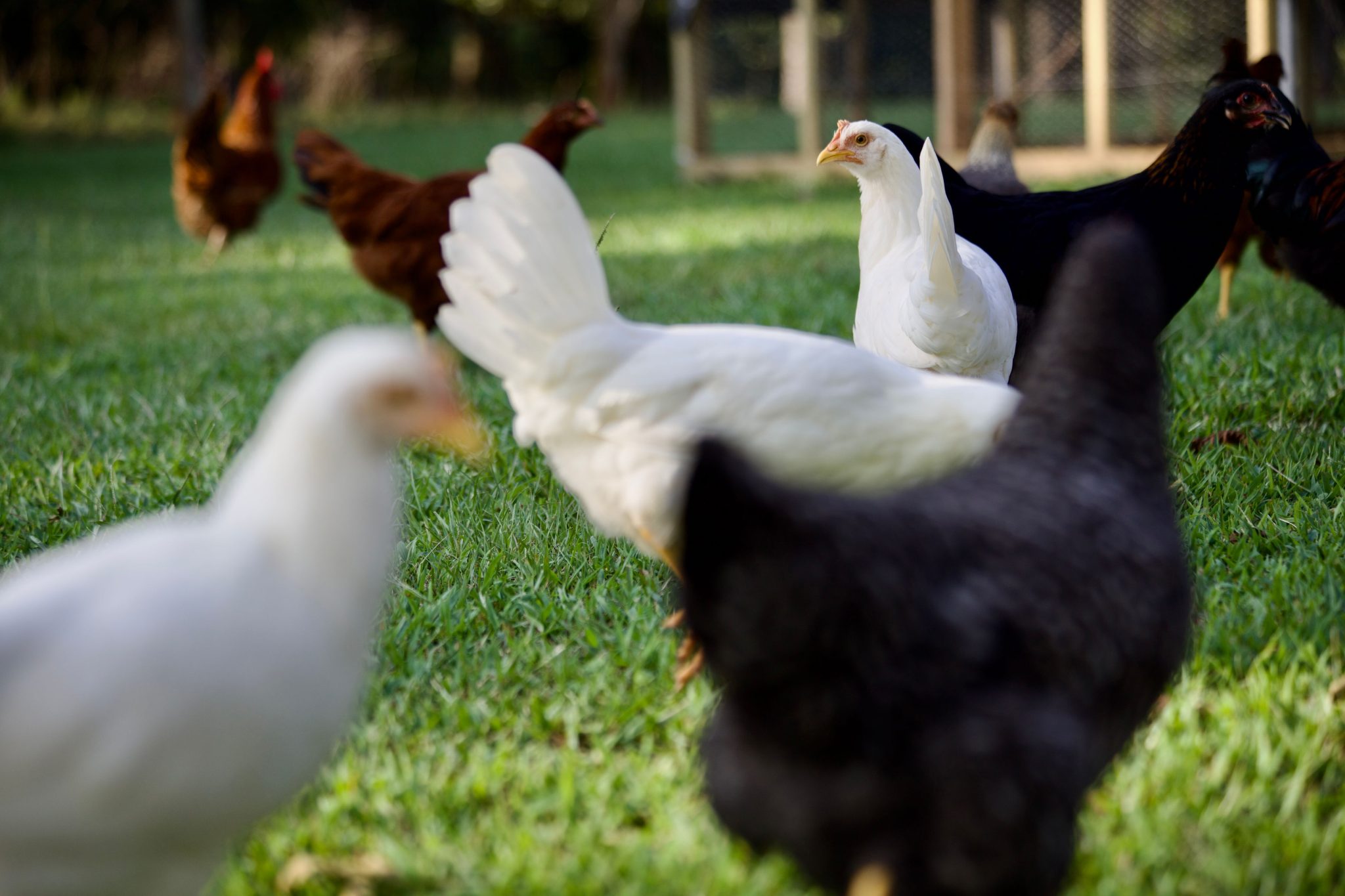 The Secret Life of Your Backyard Biome – Flockjourney