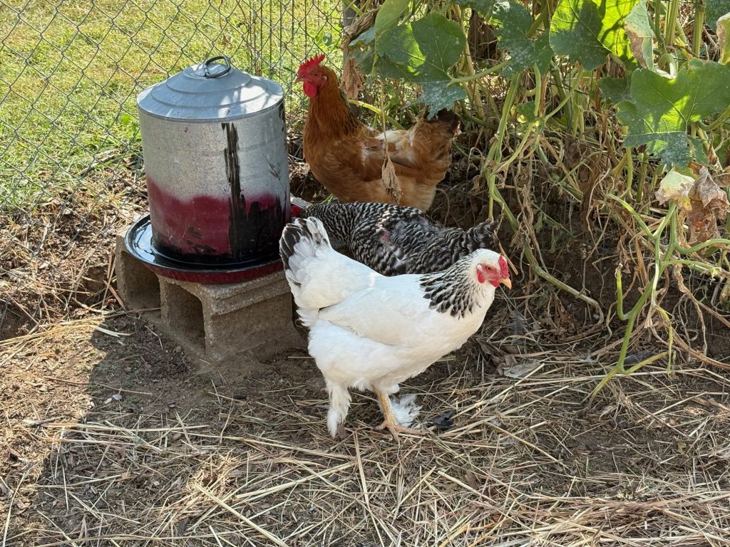 Keeping the Flock Fresh – Flockjourney