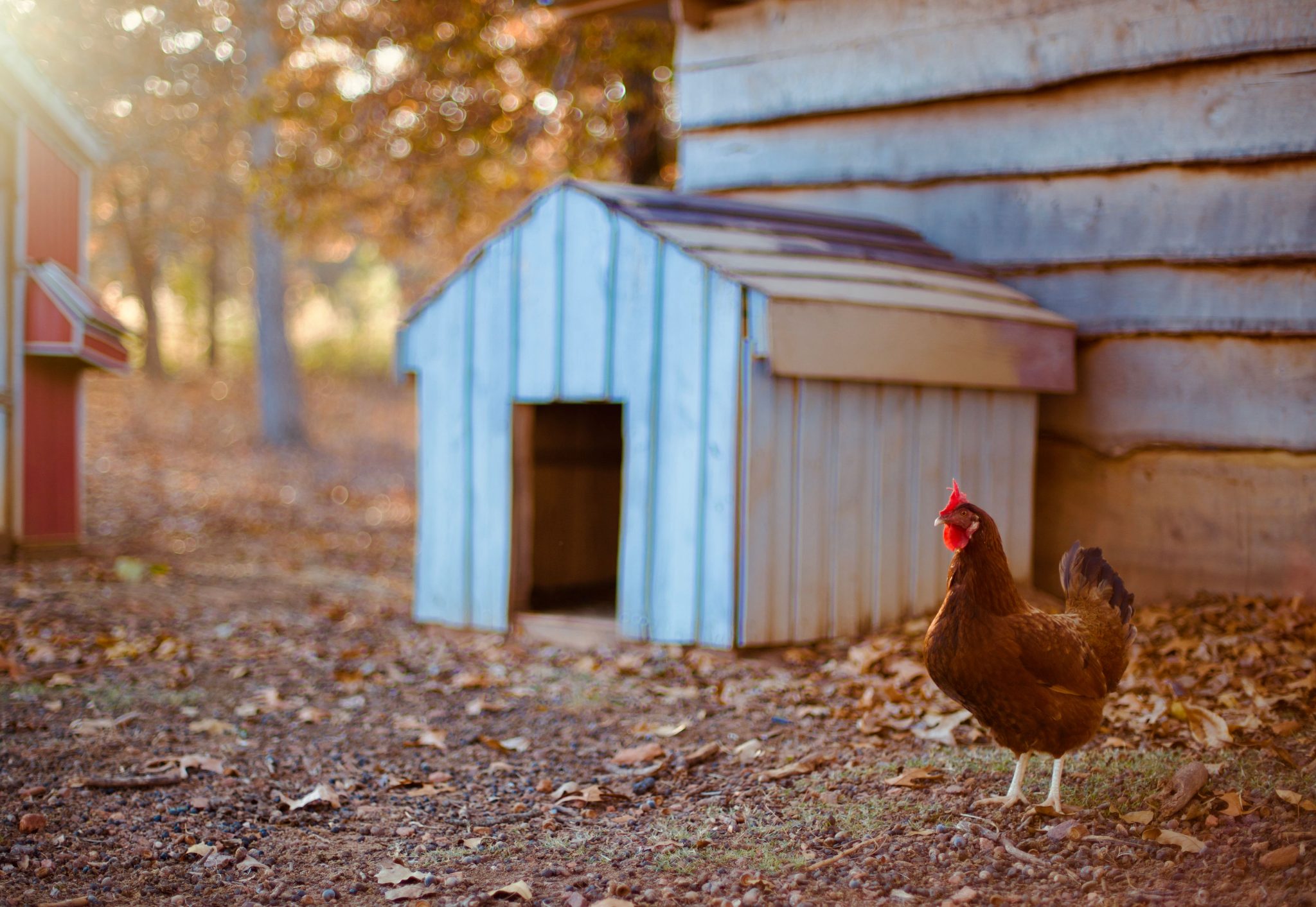 Give Your Chickens Room to Roam: Why Adequate Space Matters – Flockjourney